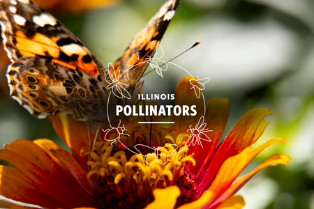 Fruit Trees for Home Gardens | Illinois Extension | UIUC